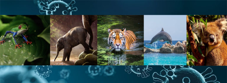 Protect Wildlife: Why It’s Important