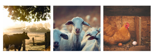 The Reality of Factory Farming| THE GREEN CORNER