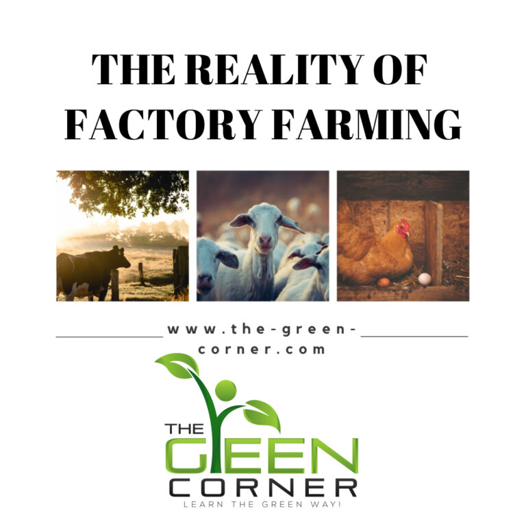 The Reality of Factory Farming| THE GREEN CORNER